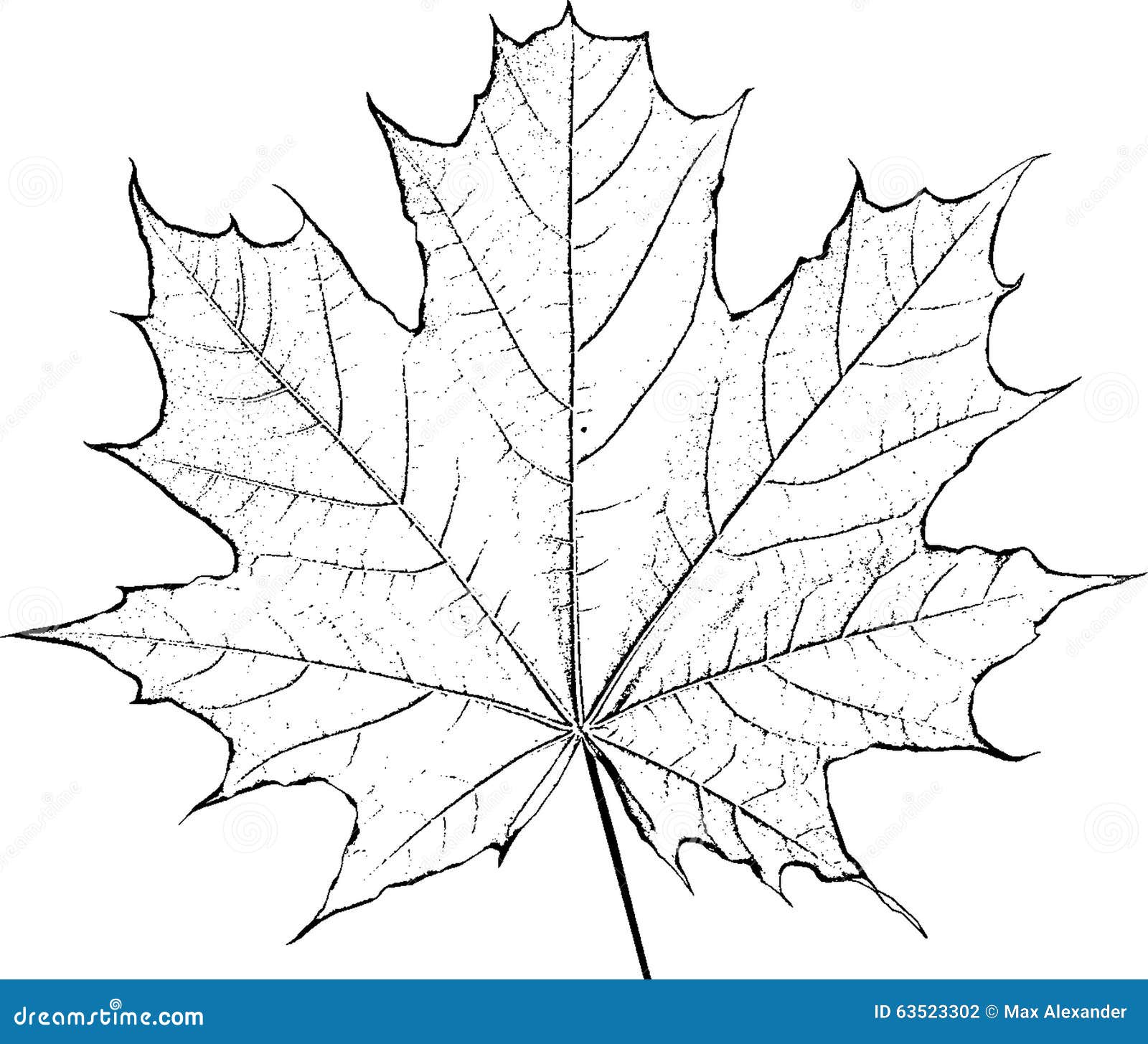 Maple Leaf stock photo. Image of maple, black, graphic - 63523302