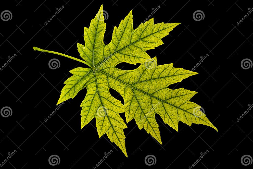 Maple Leaf on a Black Background Close-up Stock Photo - Image of color ...