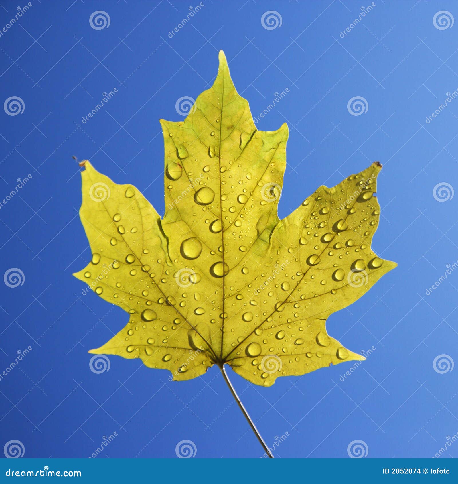 Maple leaf on blue. stock photo. Image of autumn, cutout - 2052074
