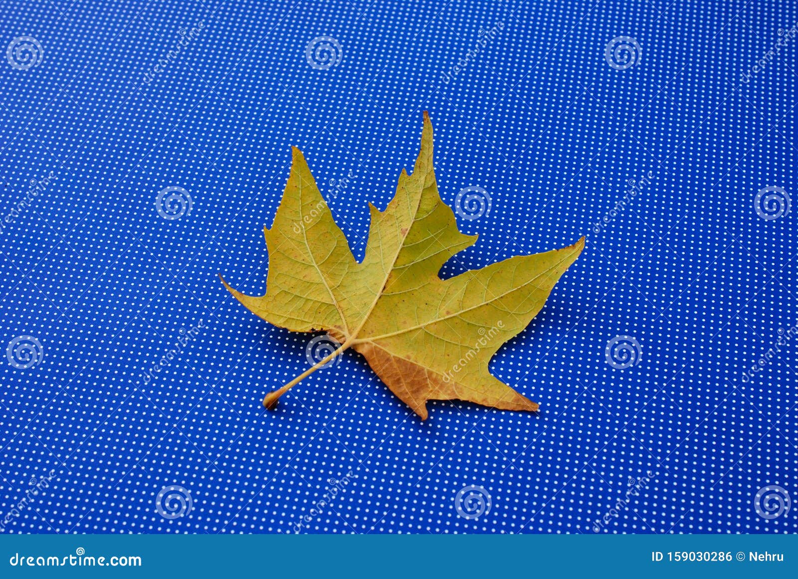 Maple Leaf on Blue Background Image of a Stock Photo - Image of design ...