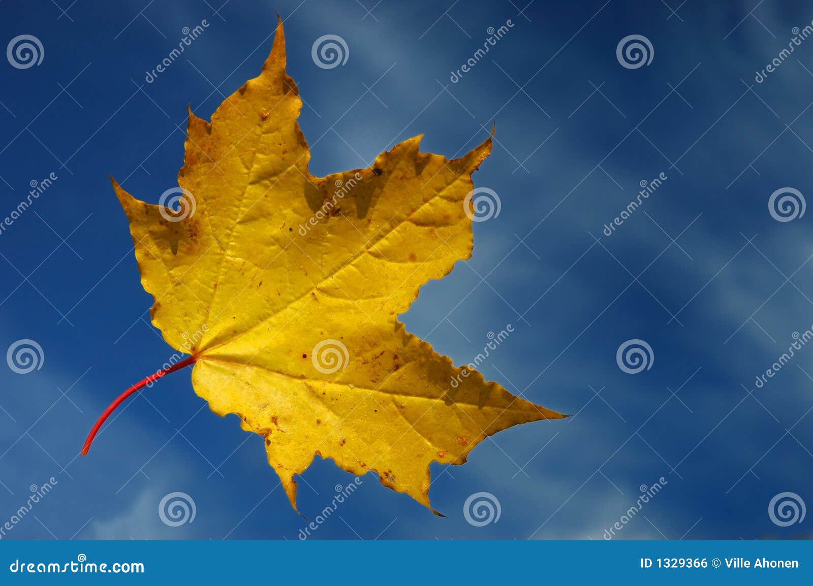 Maple leaf with blue sky stock photo. Image of clouds - 1329366