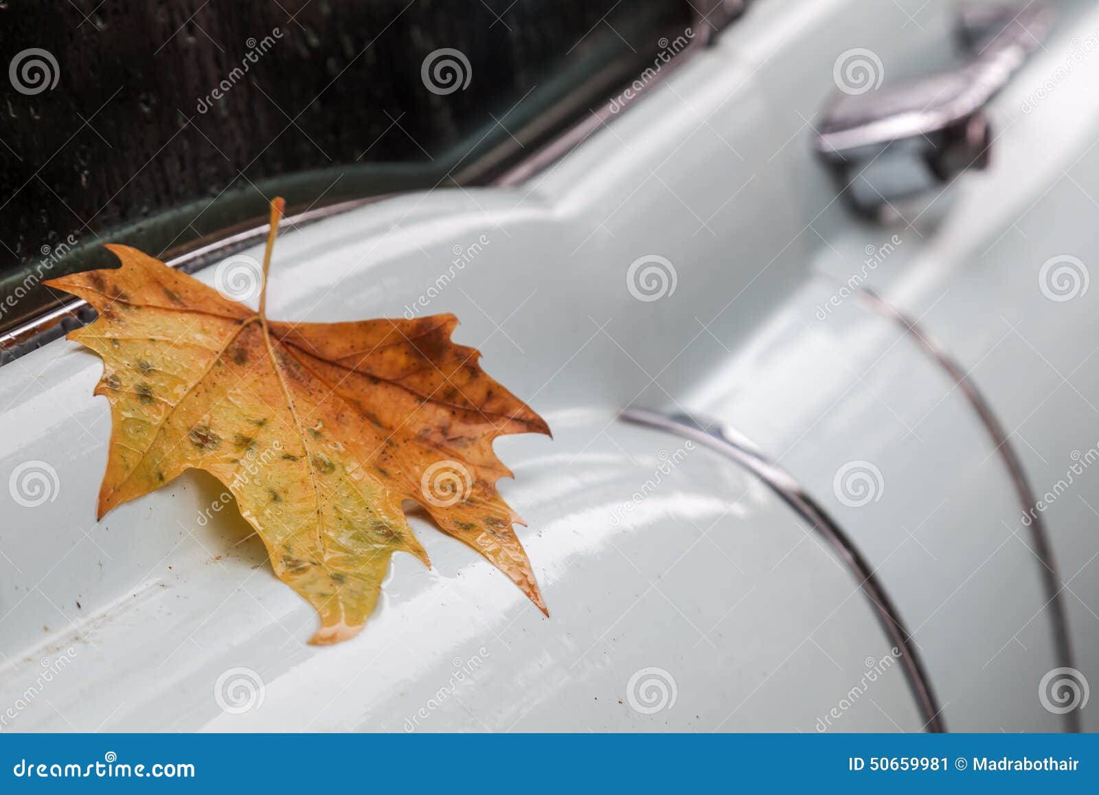 Maple Leaf at the Body of a Classic Car Stock Image - Image of drops ...