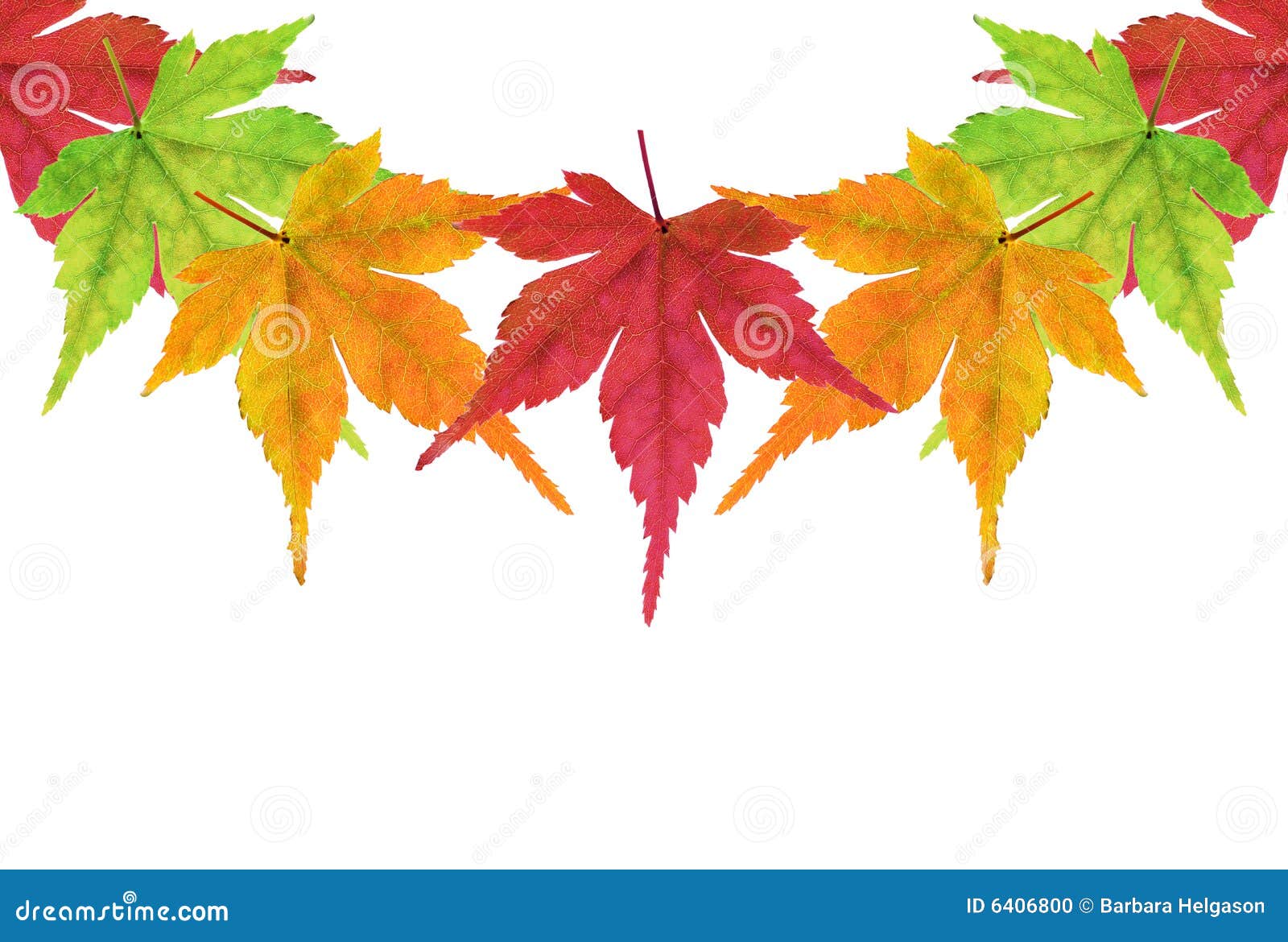 Maple leaf border stock photo. Image of canada, detail - 6406800