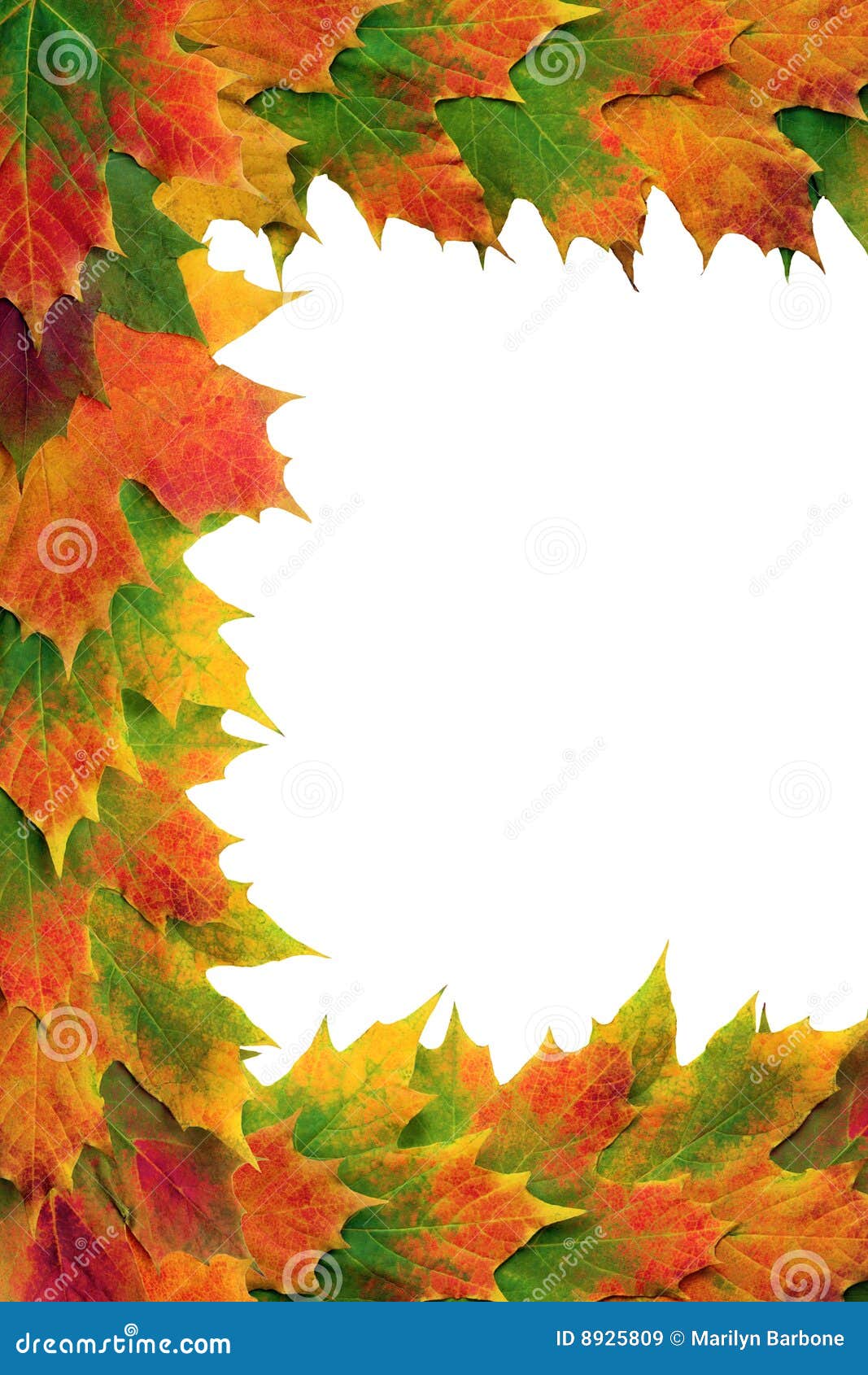 Maple Leaf Border Picture. Image: 8925809