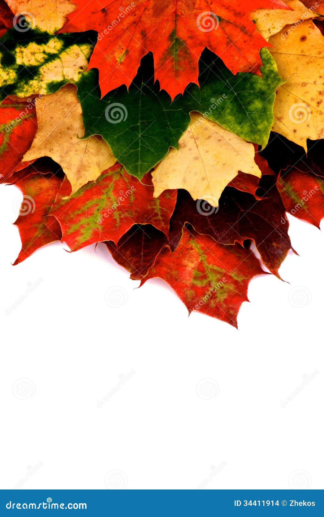 Maple Leaf stock photo. Image of botany, border, green - 34411914