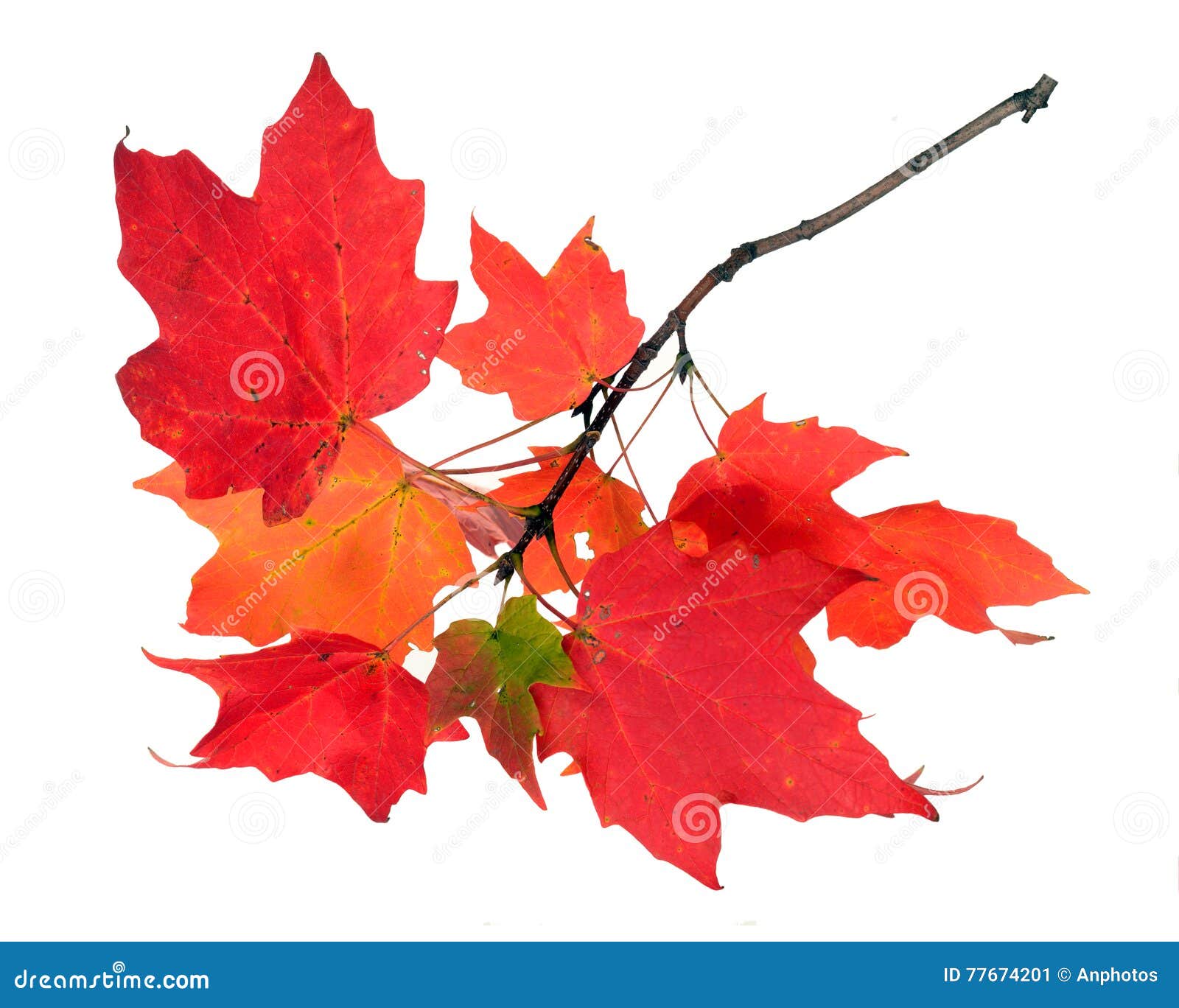 A maple leaf branch stock image. Image of decoration - 77674201