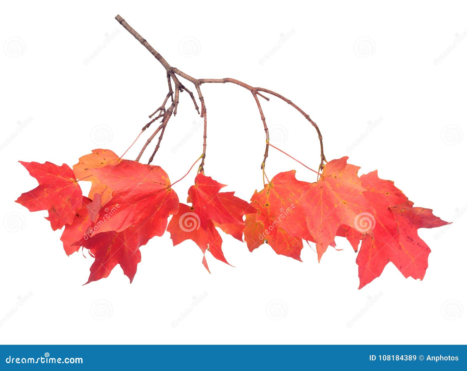A maple leaf branch stock image. Image of decoration - 108184389