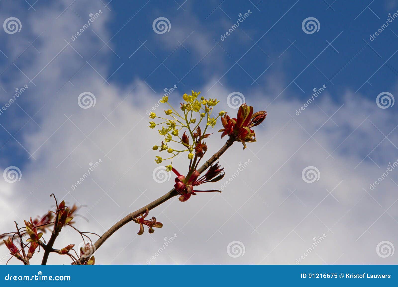Maple Leaf Buds and Flowers - Acer Stock Image - Image of tree, fluffy ...