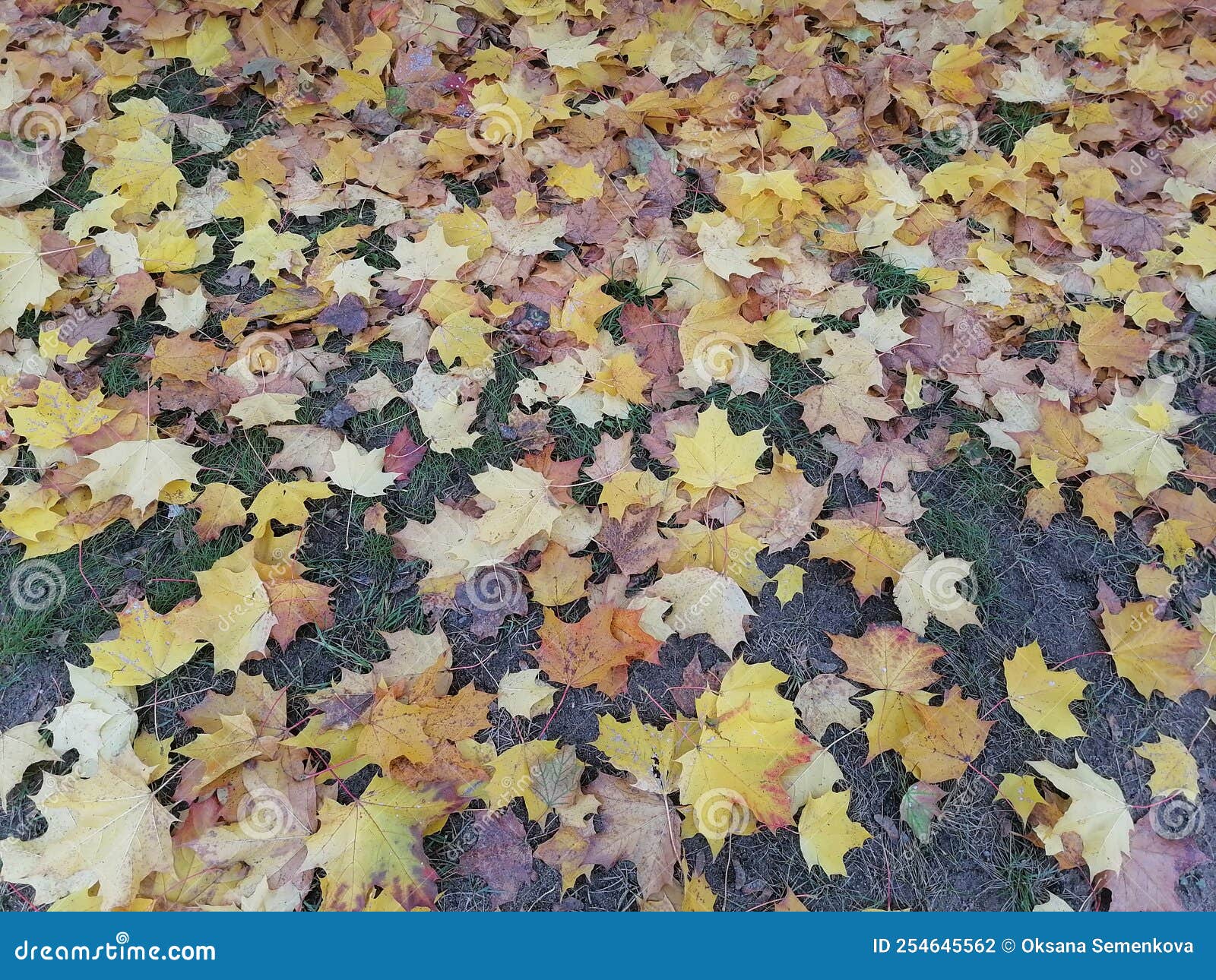 Maple Leaf Call. What Could Be More Beautiful and Delightful Stock ...