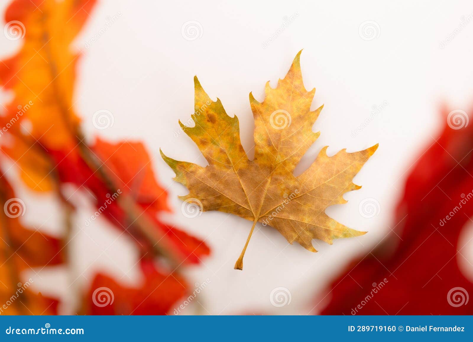 Maple Leaf in the Center with Out of Focus Branches Stock Photo - Image ...