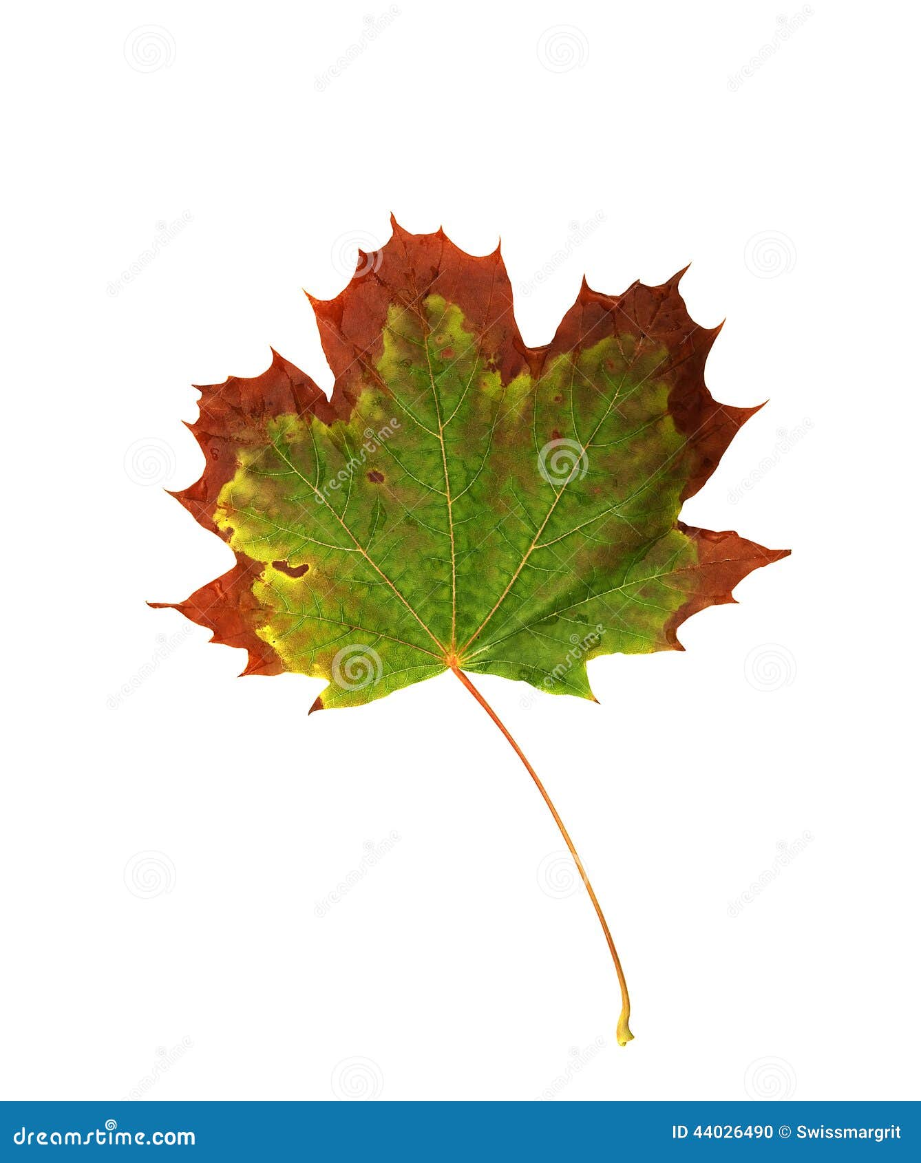 Maple Leaf Changing Color in Fall Stock Photo - Image of plant, flora ...