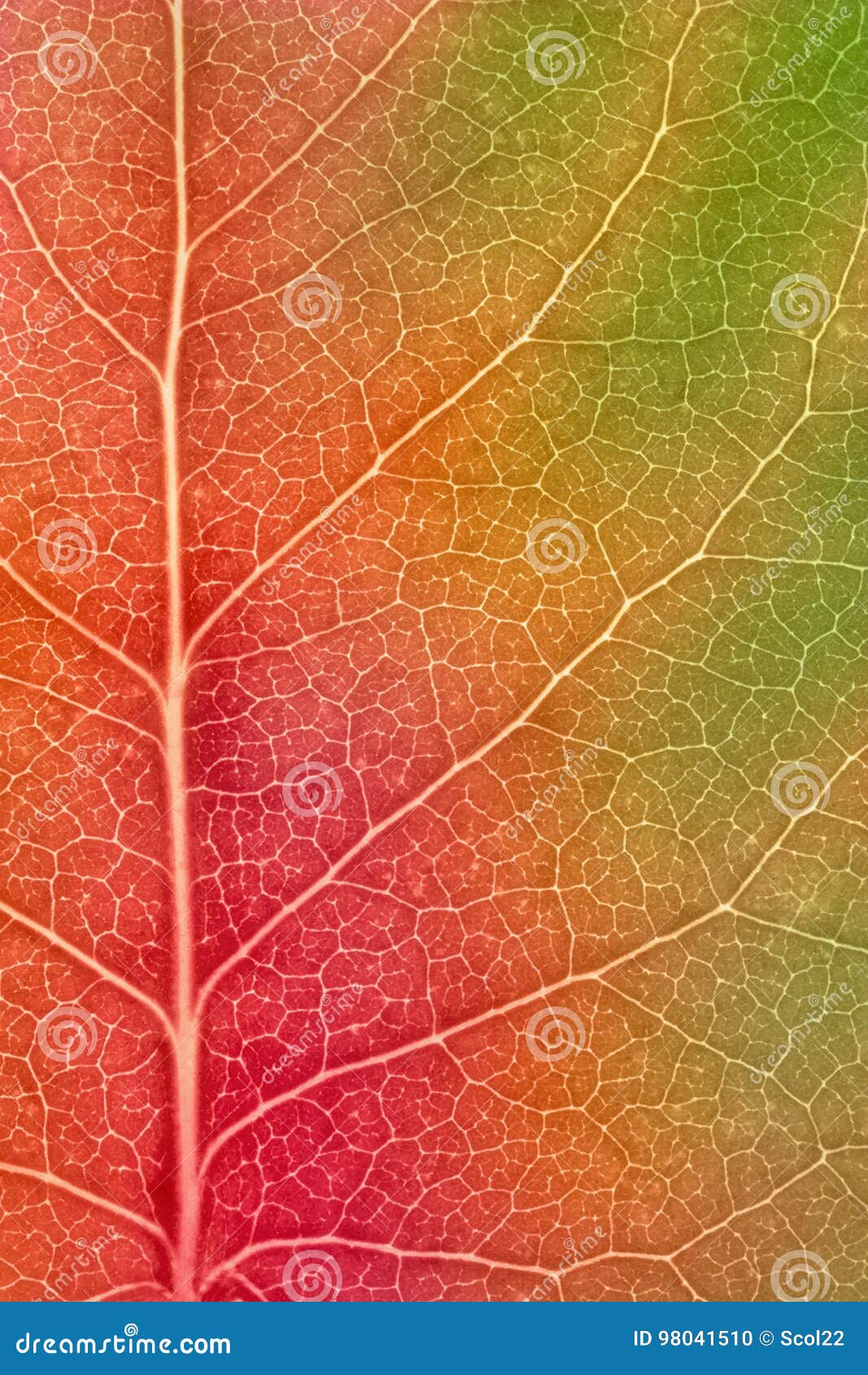 Maple Leaf Changing Colors in Autumn - Macro Stock Photo - Image of ...