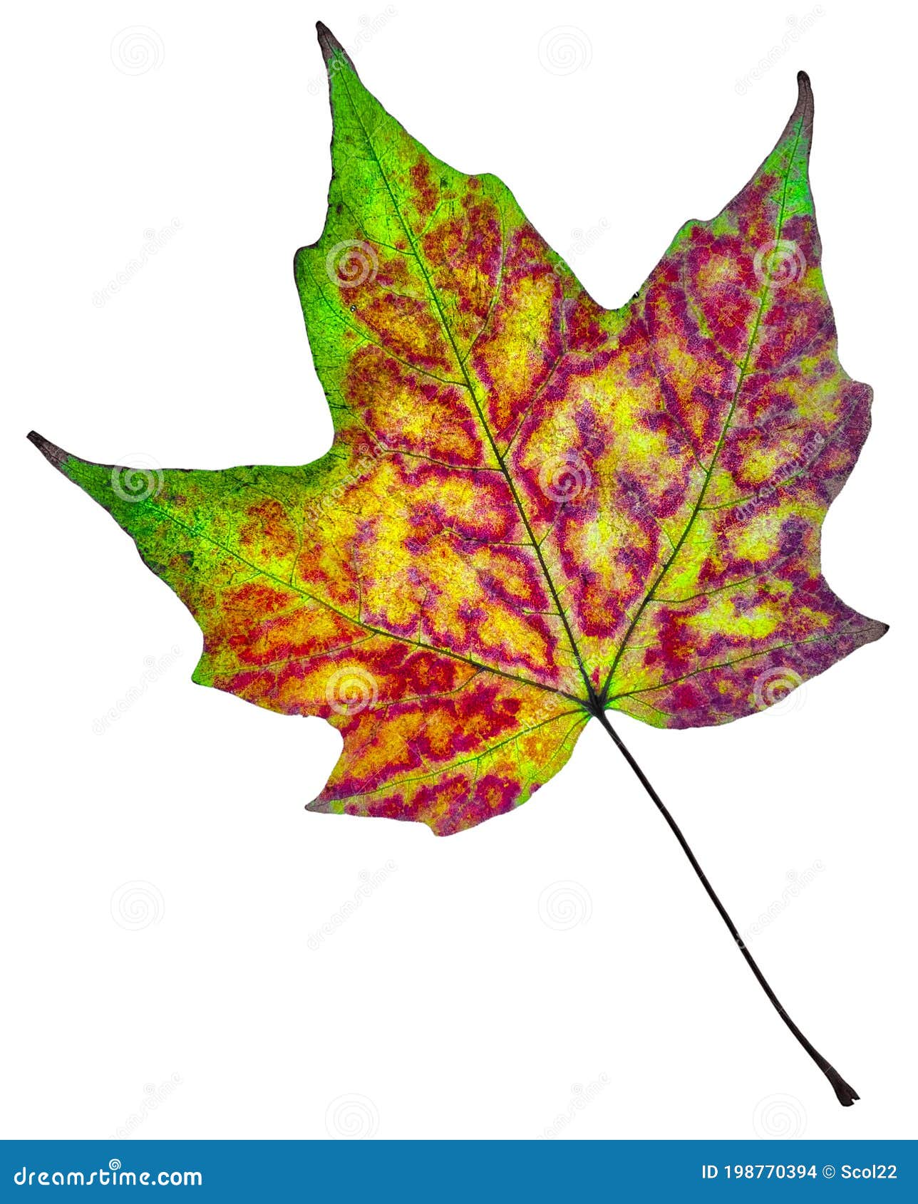 Maple Leaf Changing Colors in Autumn Stock Photo - Image of aging ...
