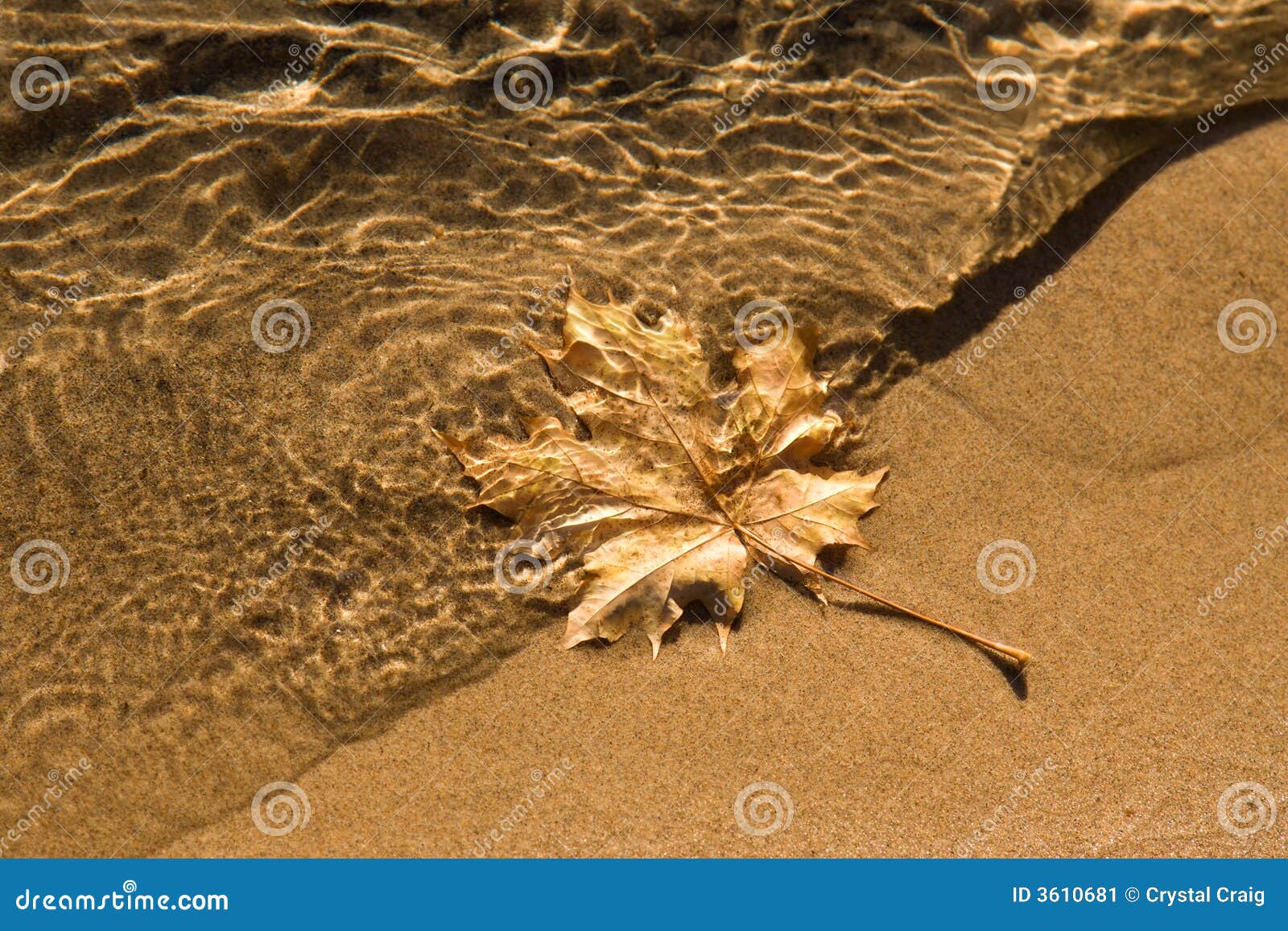 Maple Leaf Clear Water Sand Stock Image - Image of water, shimmer: 3610681