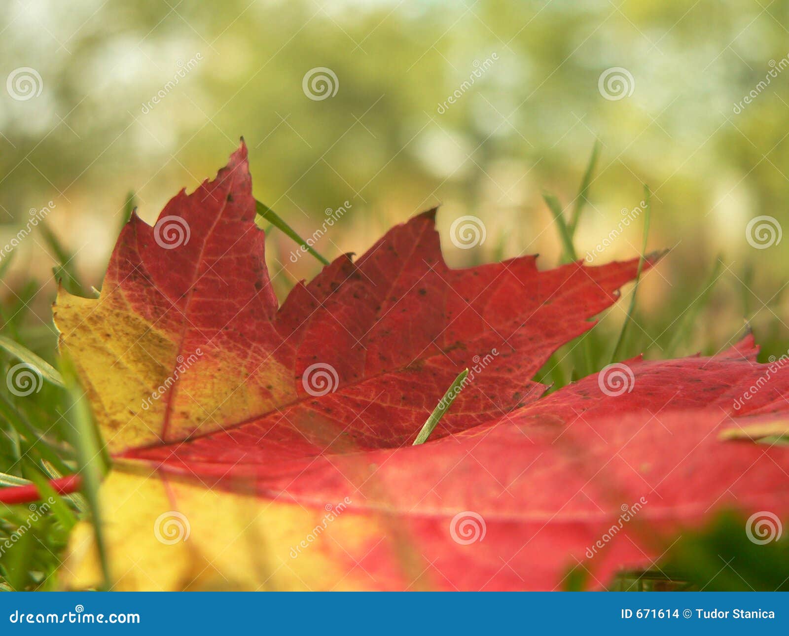 Maple leaf close-up stock photo. Image of design, detail - 671614