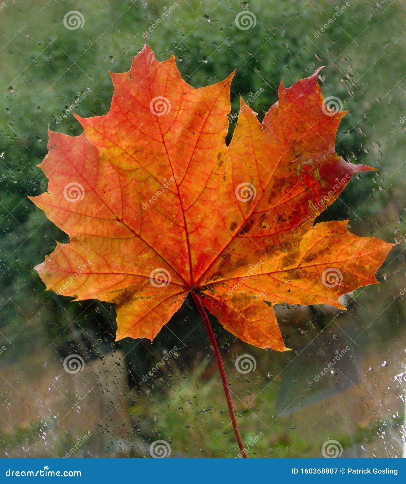 Maple Leaf Close-up in Fall. Stock Image - Image of glass, leaves ...