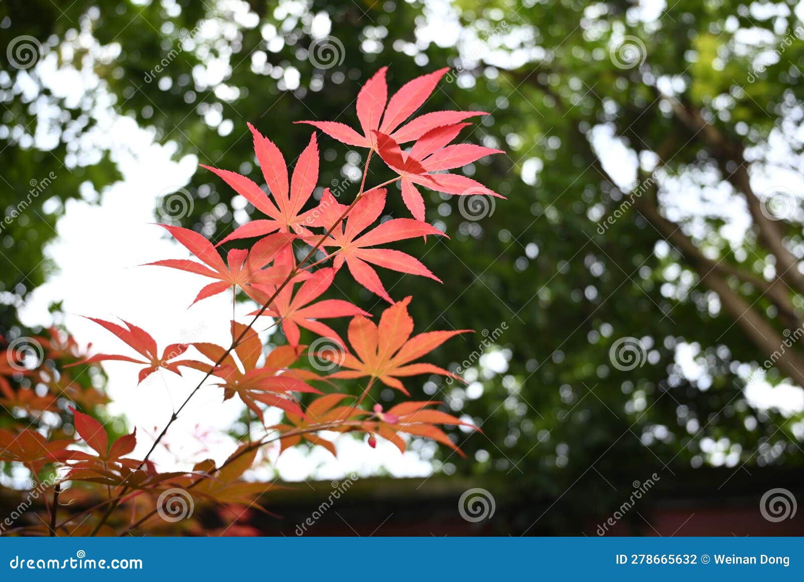 Maple Leaf Close-up stock photo. Image of tree, blossom - 278665632