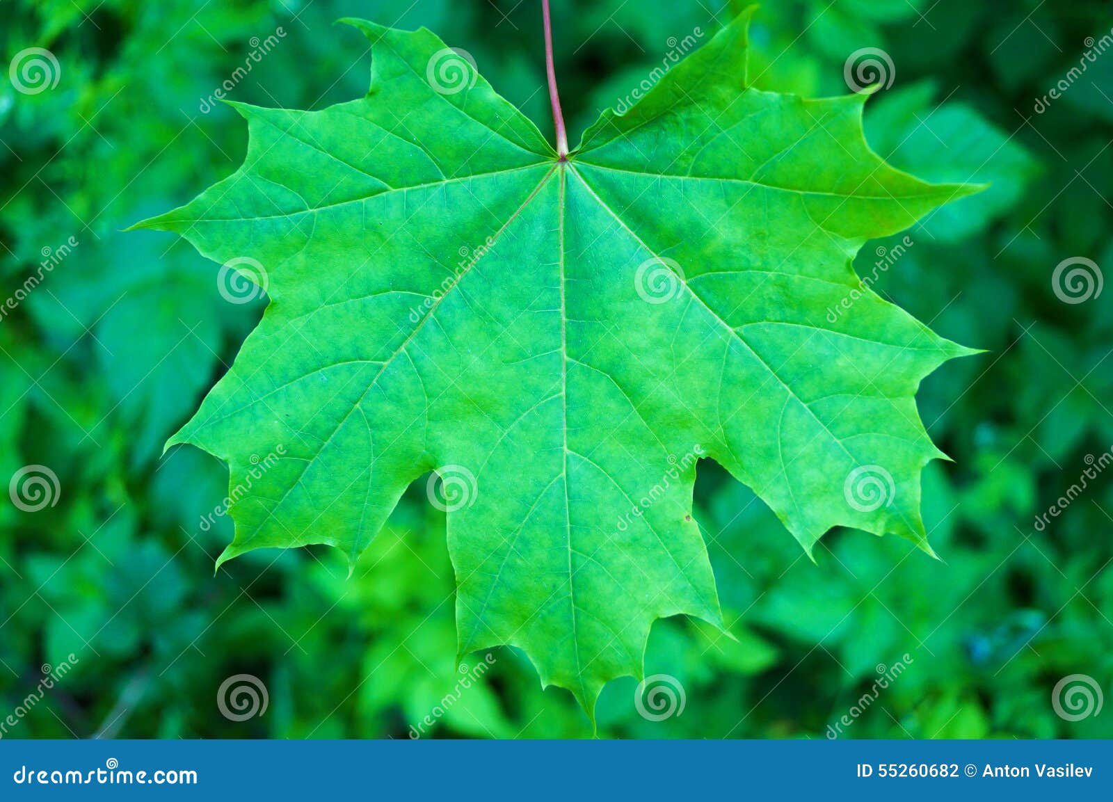 Maple leaf close-up stock photo. Image of green, symbol - 55260682