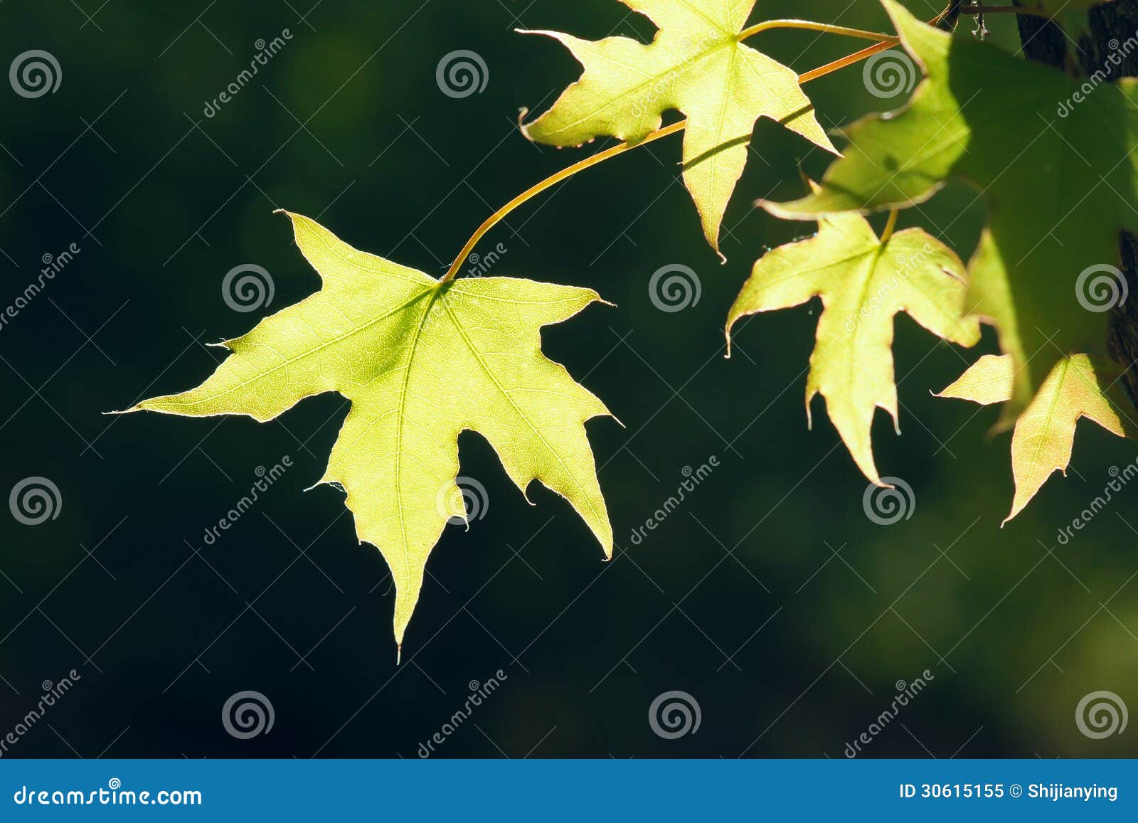 Maple leaf stock image. Image of forest, tree, backlighting - 30615155
