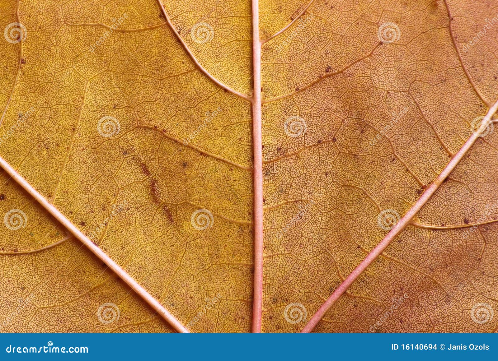 Maple Leaf Close-up Texture Stock Photo - Image of life, natural: 16140694