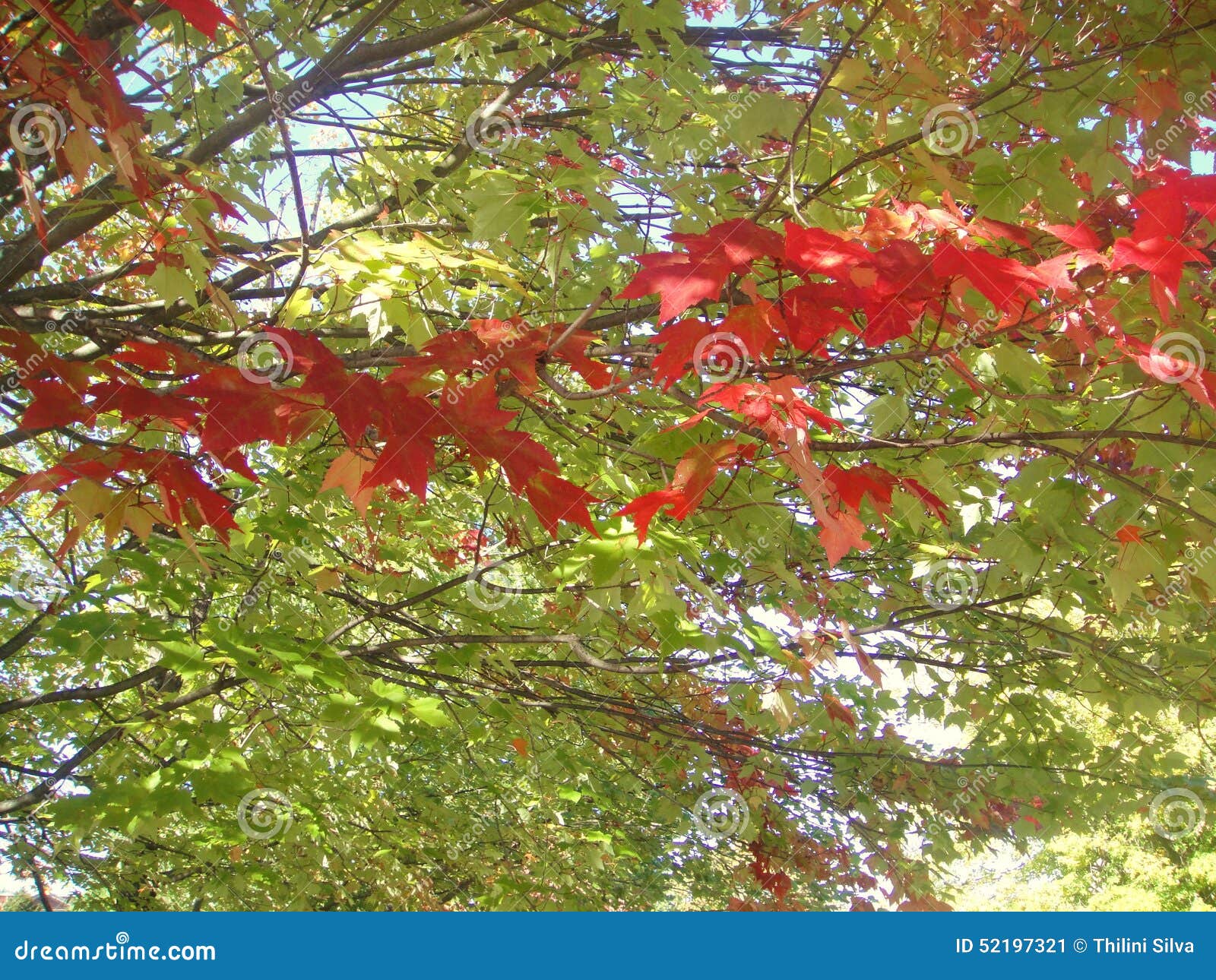 Maple Leaf Colours in Mid Fall Stock Image - Image of colorful, season ...