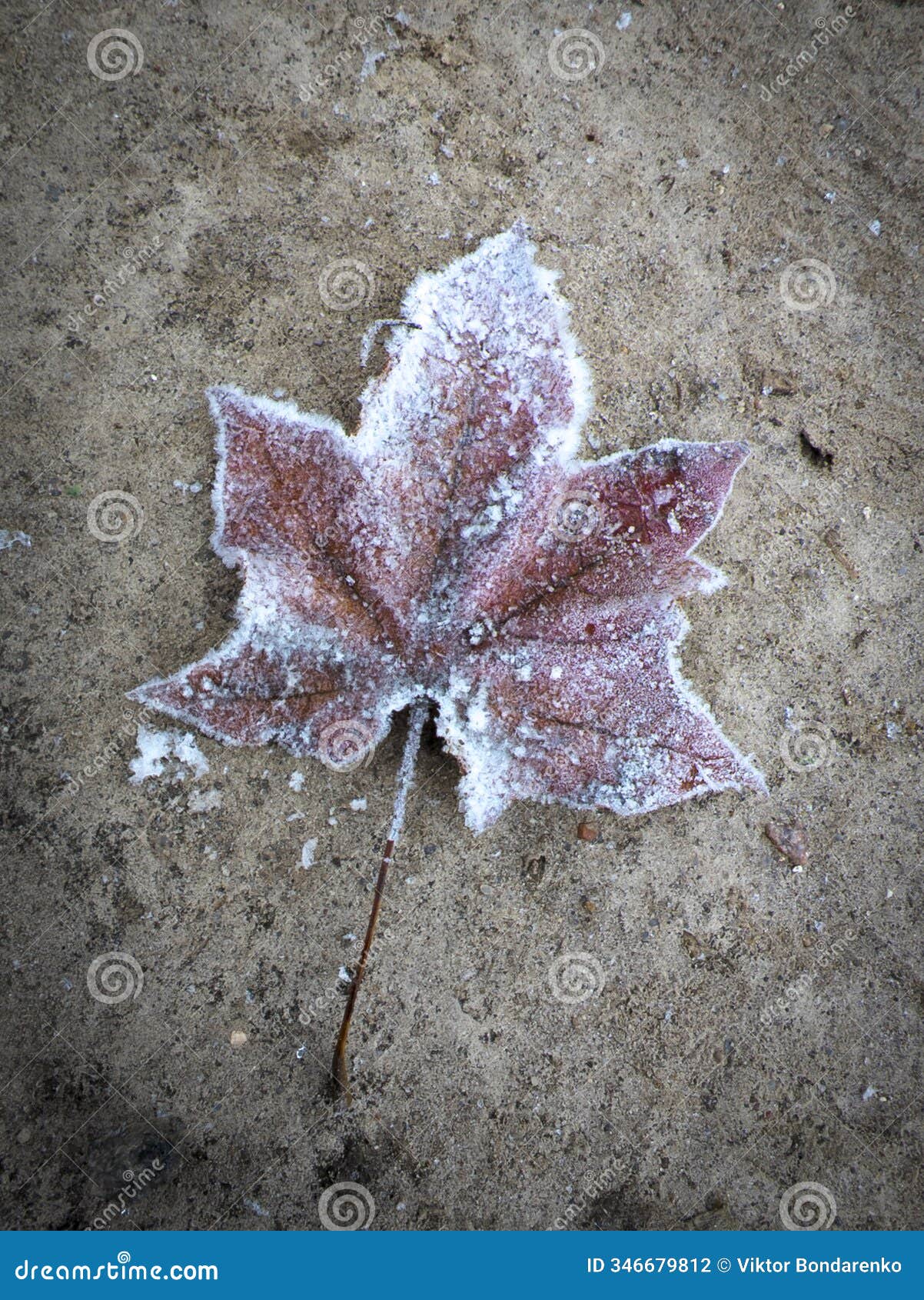 Maple Leaf Covered with Frost on the Ground Stock Photo - Image of ...