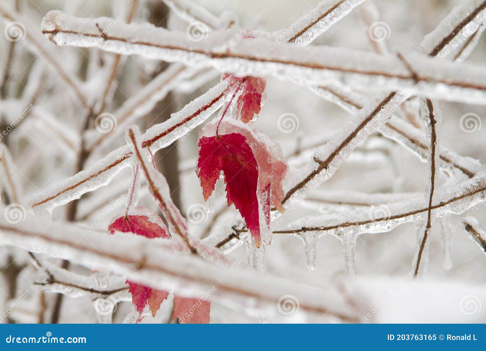 Maple Leaf Covered by Ice after an Ice Storm Stock Image - Image of ...