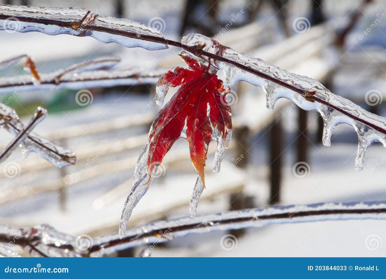 Maple Leaf Covered by Ice after an Ice Storm Stock Image - Image of ...