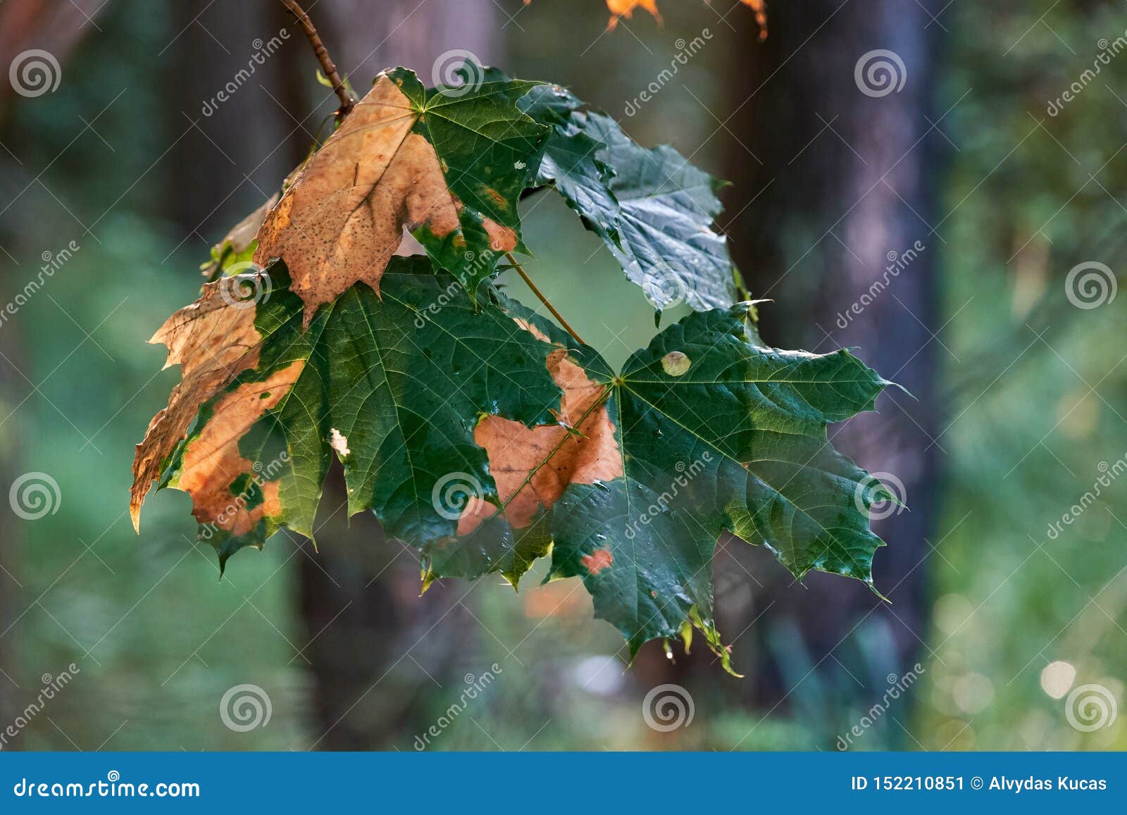 Maple Leaf Disease Summer. Colored Tree Leaves Stock Image - Image of ...
