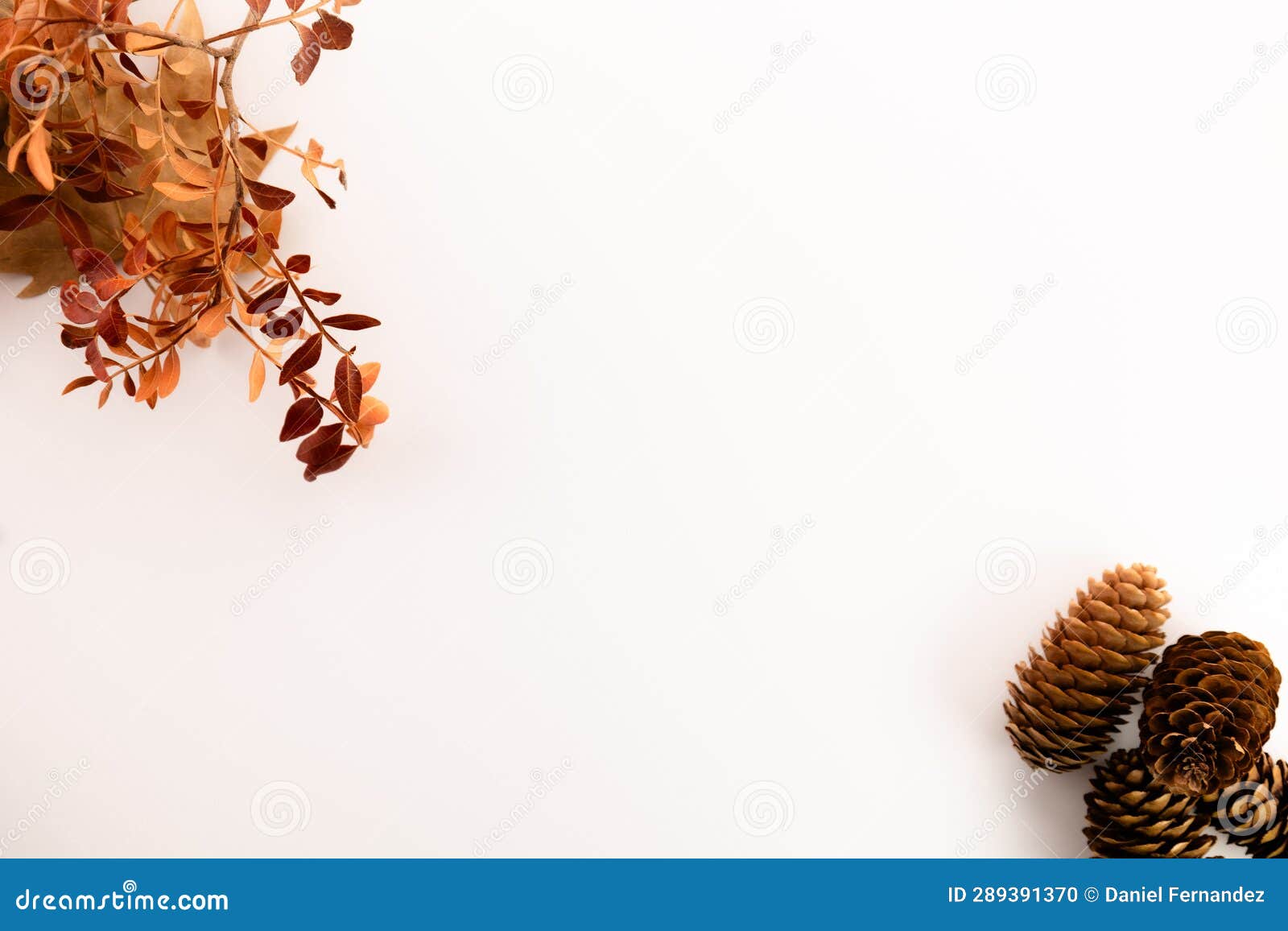 Maple Leaf, Dried Branches, and Dry Pine Cones Located in the Corners ...