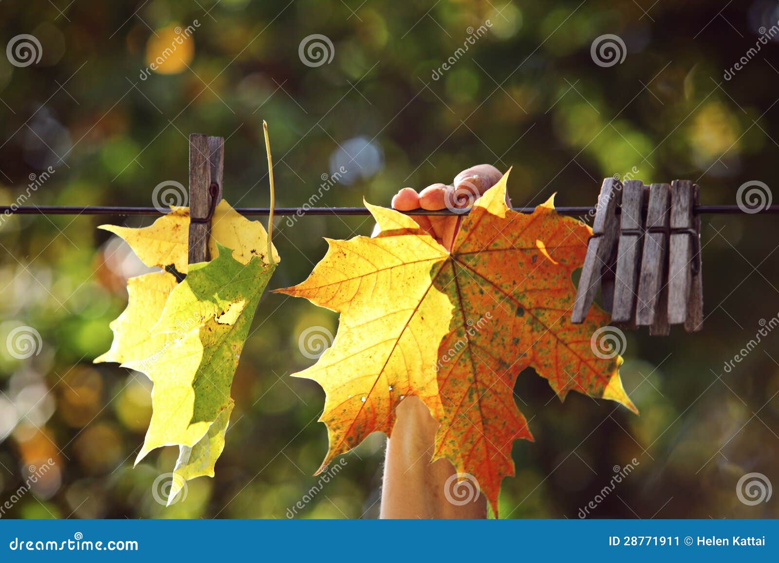 Maple leaf drying stock image. Image of abstract, gold - 28771911