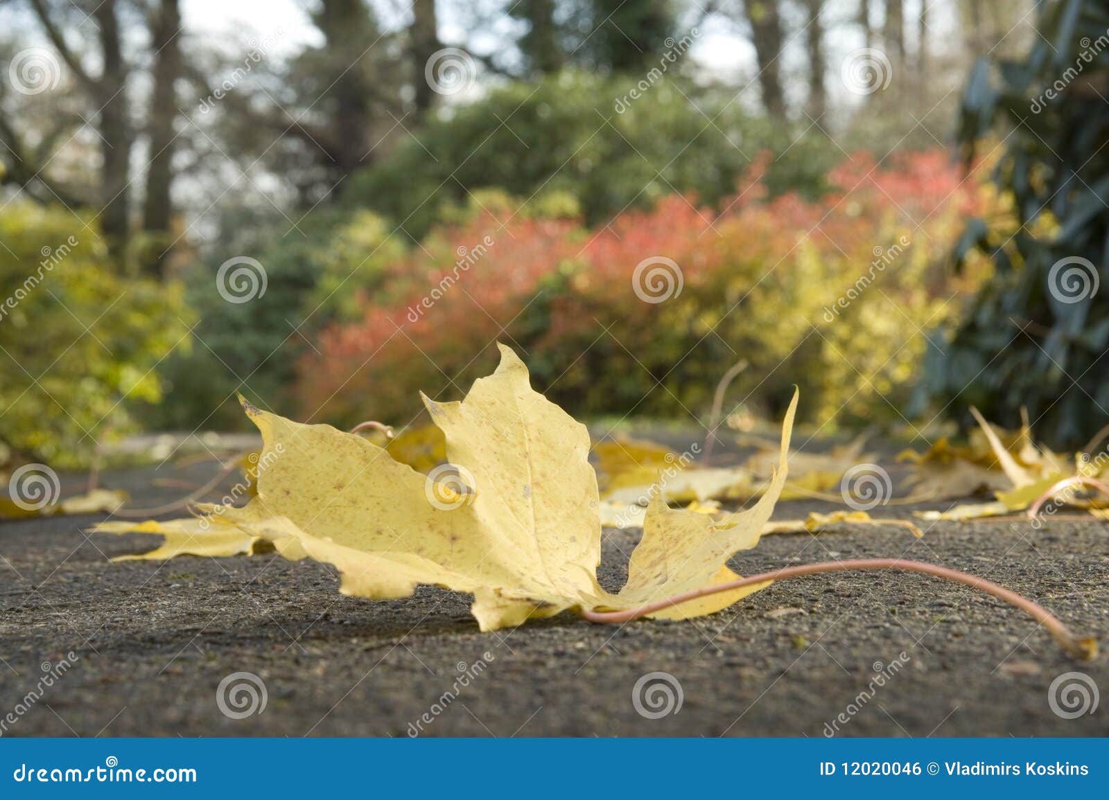 Maple leaf on the earth stock photo. Image of gold, leaf - 12020046