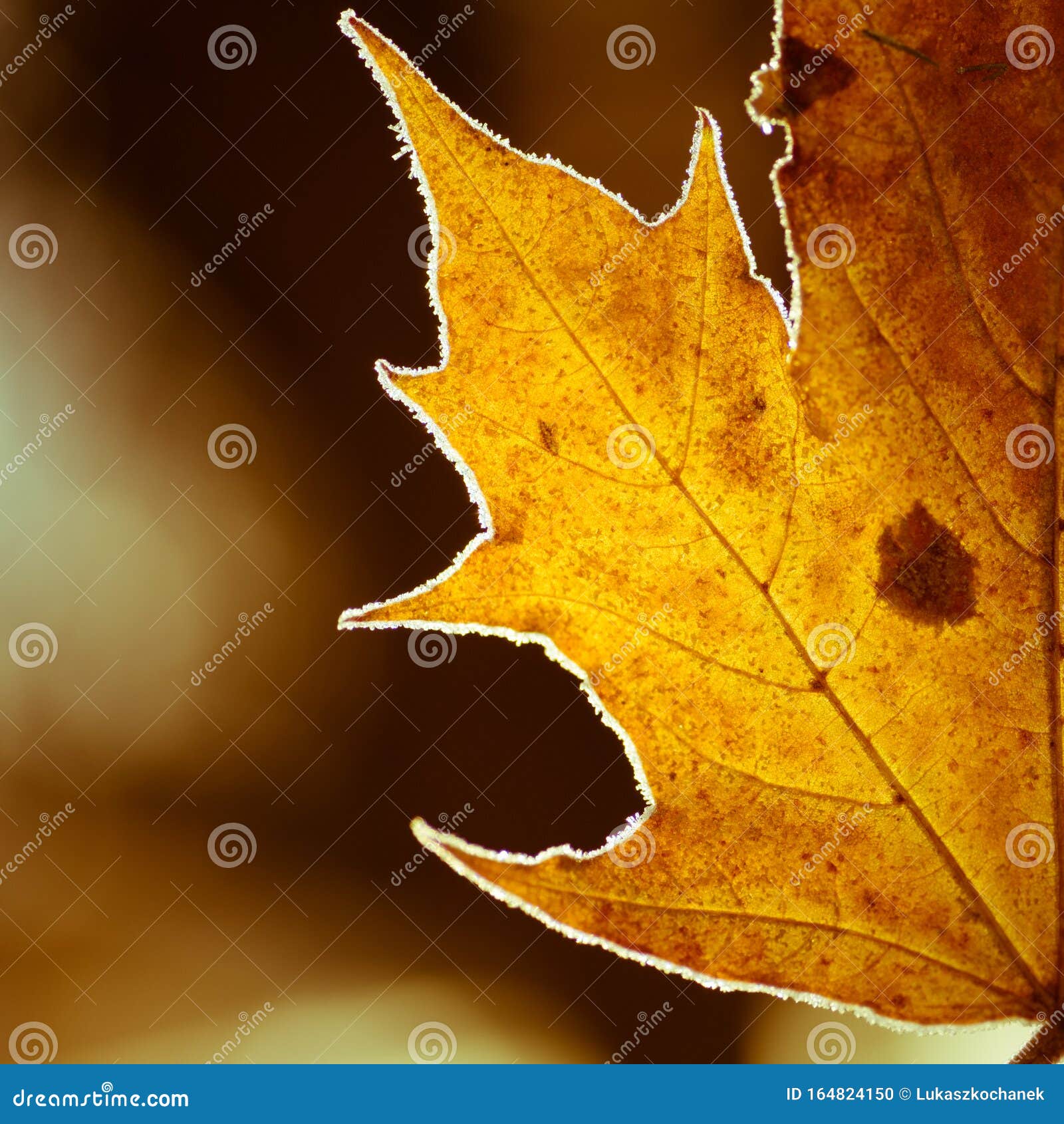 Maple Leaf Edge Close Up Against Dark Background Stock Photo - Image of ...