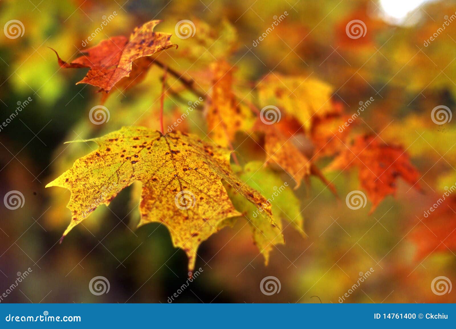 Maple Leaf in the Fall stock photo. Image of season, canada - 14761400