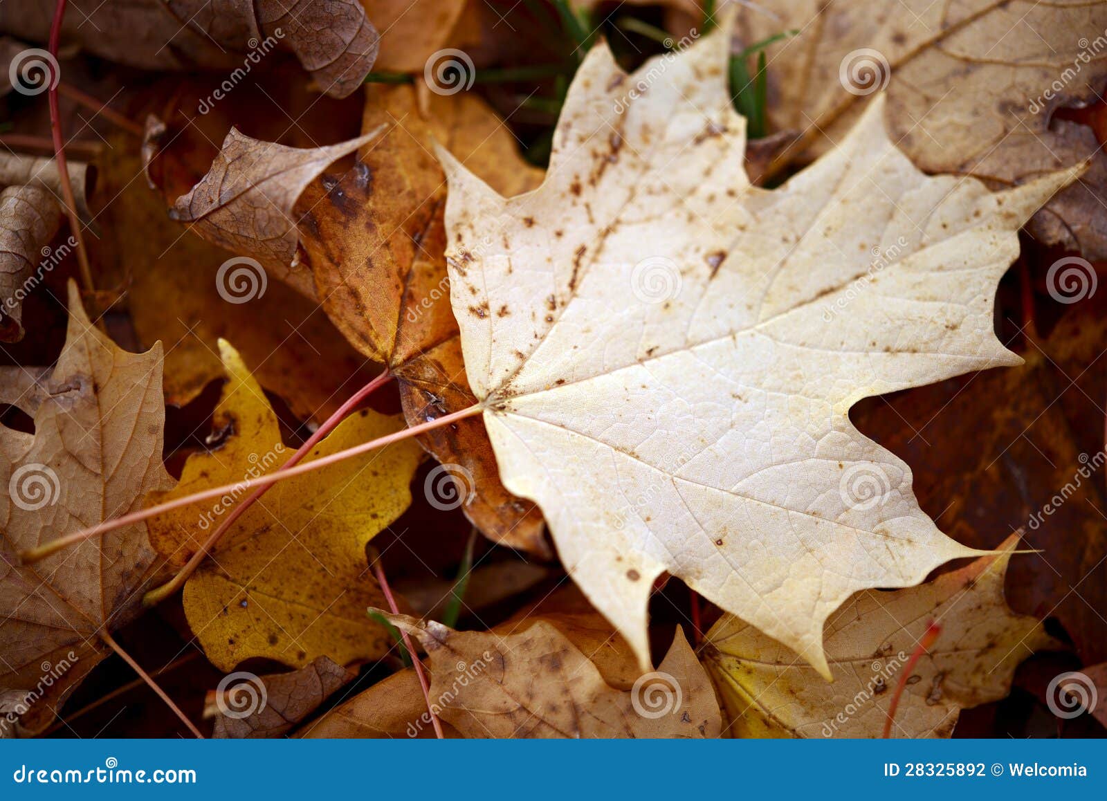 Maple Leaf in Fall stock photo. Image of fall, forestry - 28325892