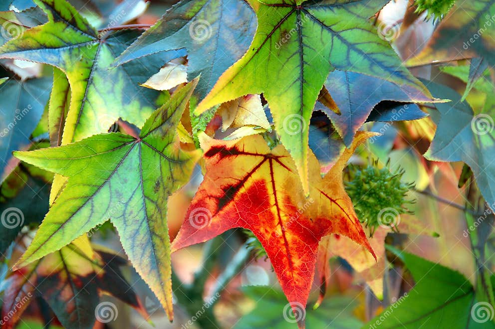 Maple Leaf Fall Closeup stock photo. Image of dying, park - 5547332