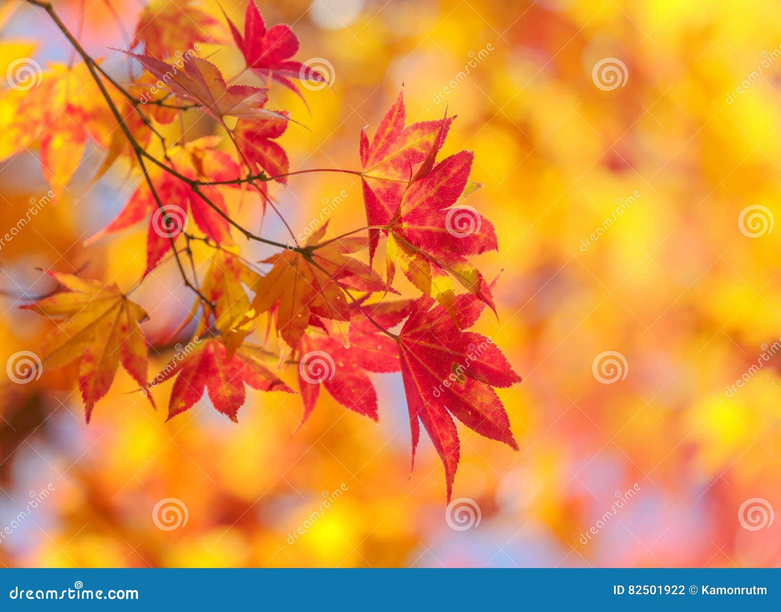 Maple leaf in fall season. stock photo. Image of japan - 82501922