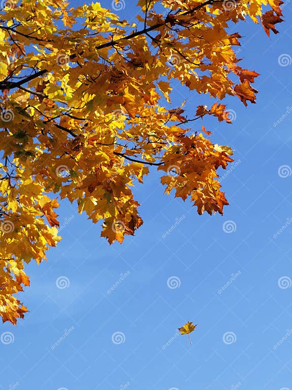 Maple Leaf Falling stock photo. Image of canada, tree - 6729184