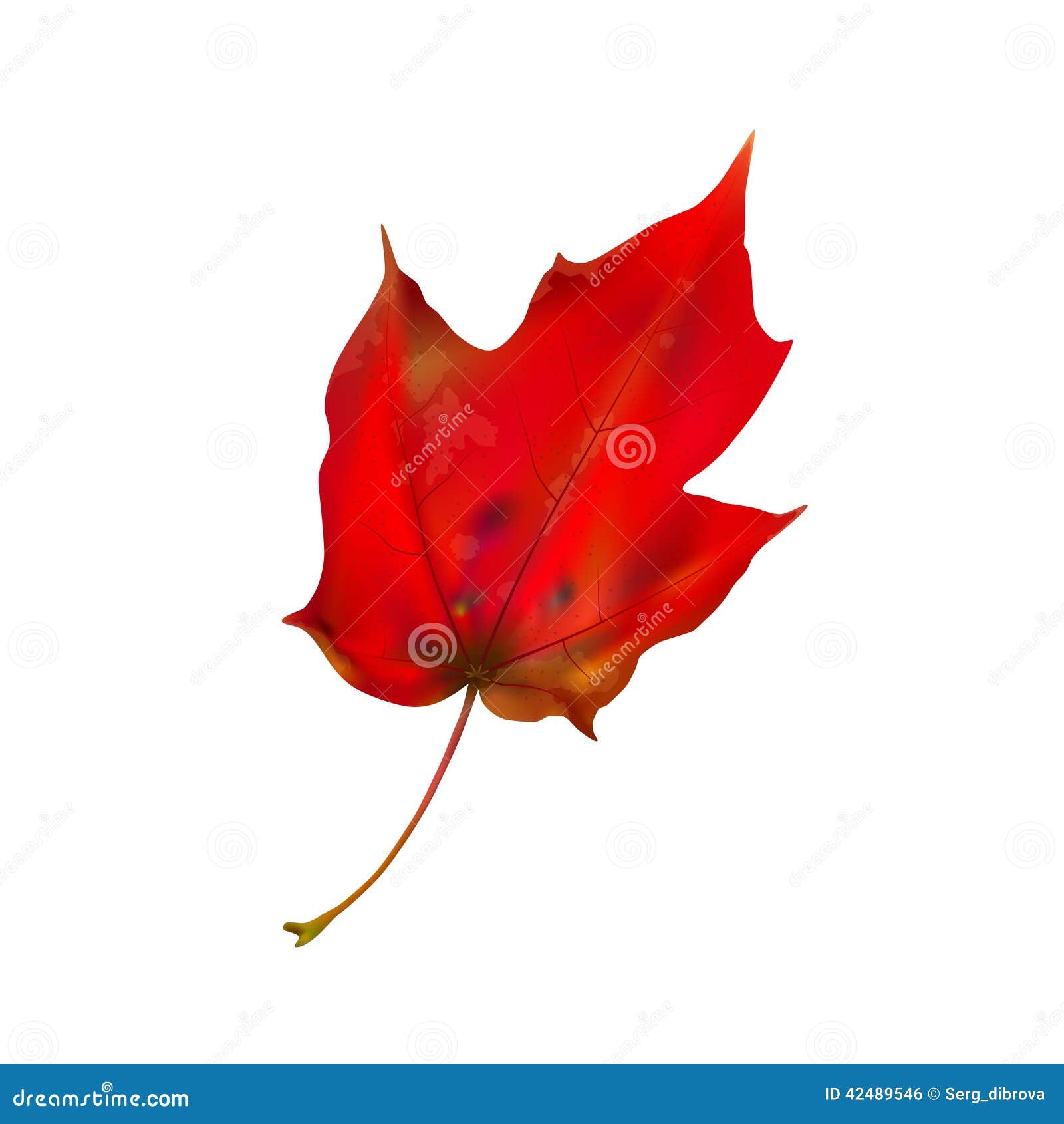 Maple leaf stock vector. Illustration of maple, leaf - 42489546