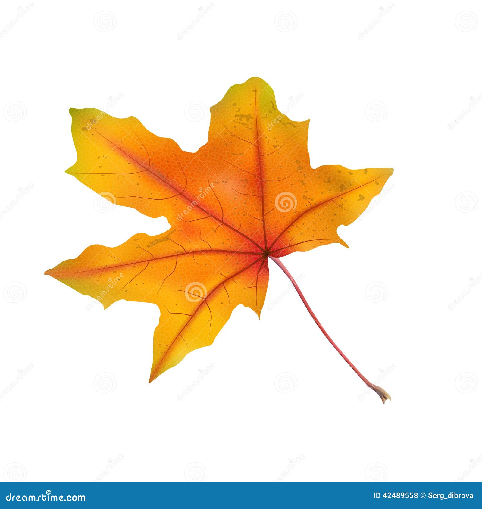 Maple leaf stock vector. Illustration of foliage, close - 42489558