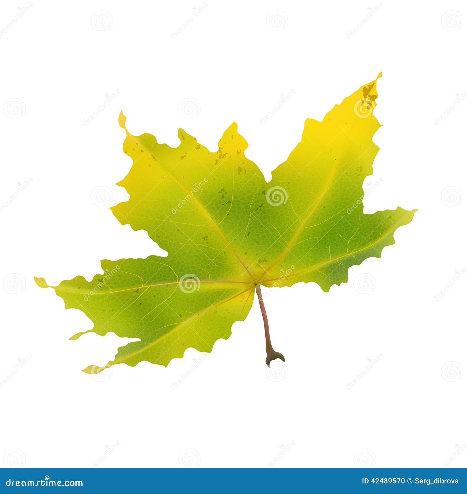 Maple leaf stock vector. Illustration of design, fallen - 42489570