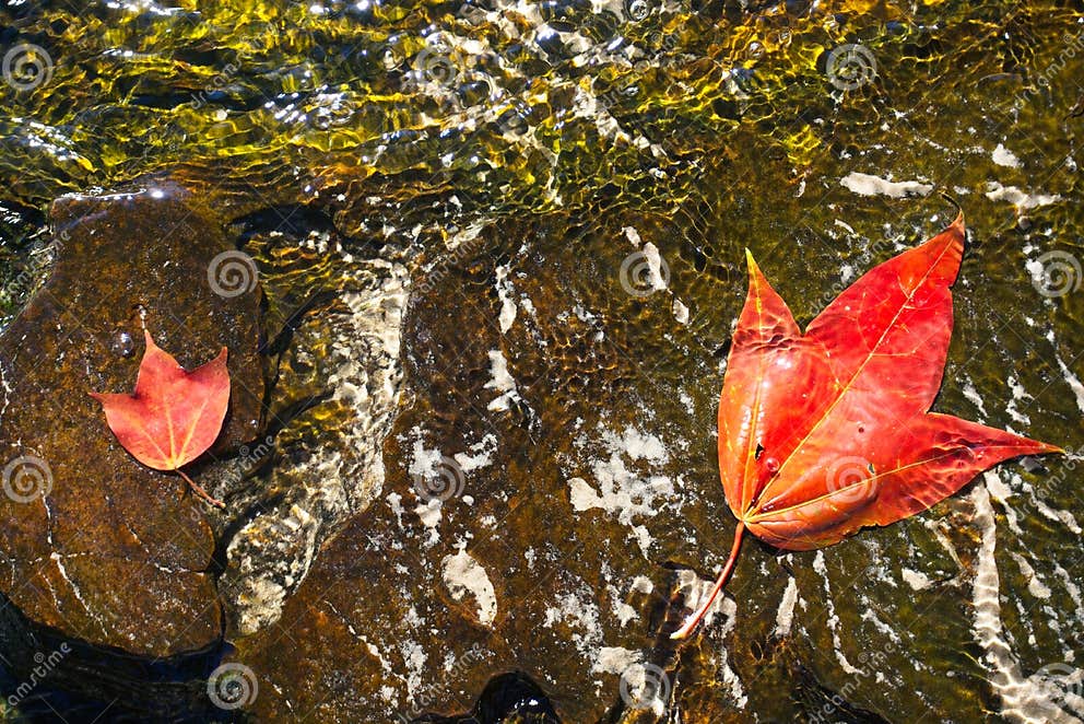 Maple leaf stock image. Image of sadness, brooks, metaphor - 83066277