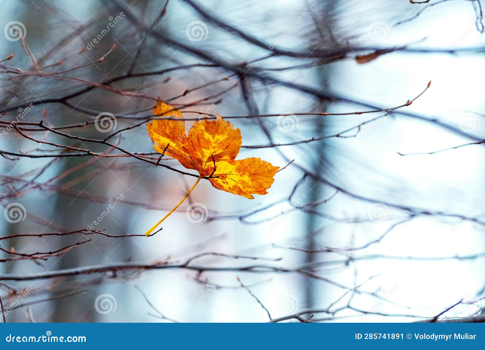 Maple Leaf Falls from a Tree in the Autumn Forest Stock Image - Image ...