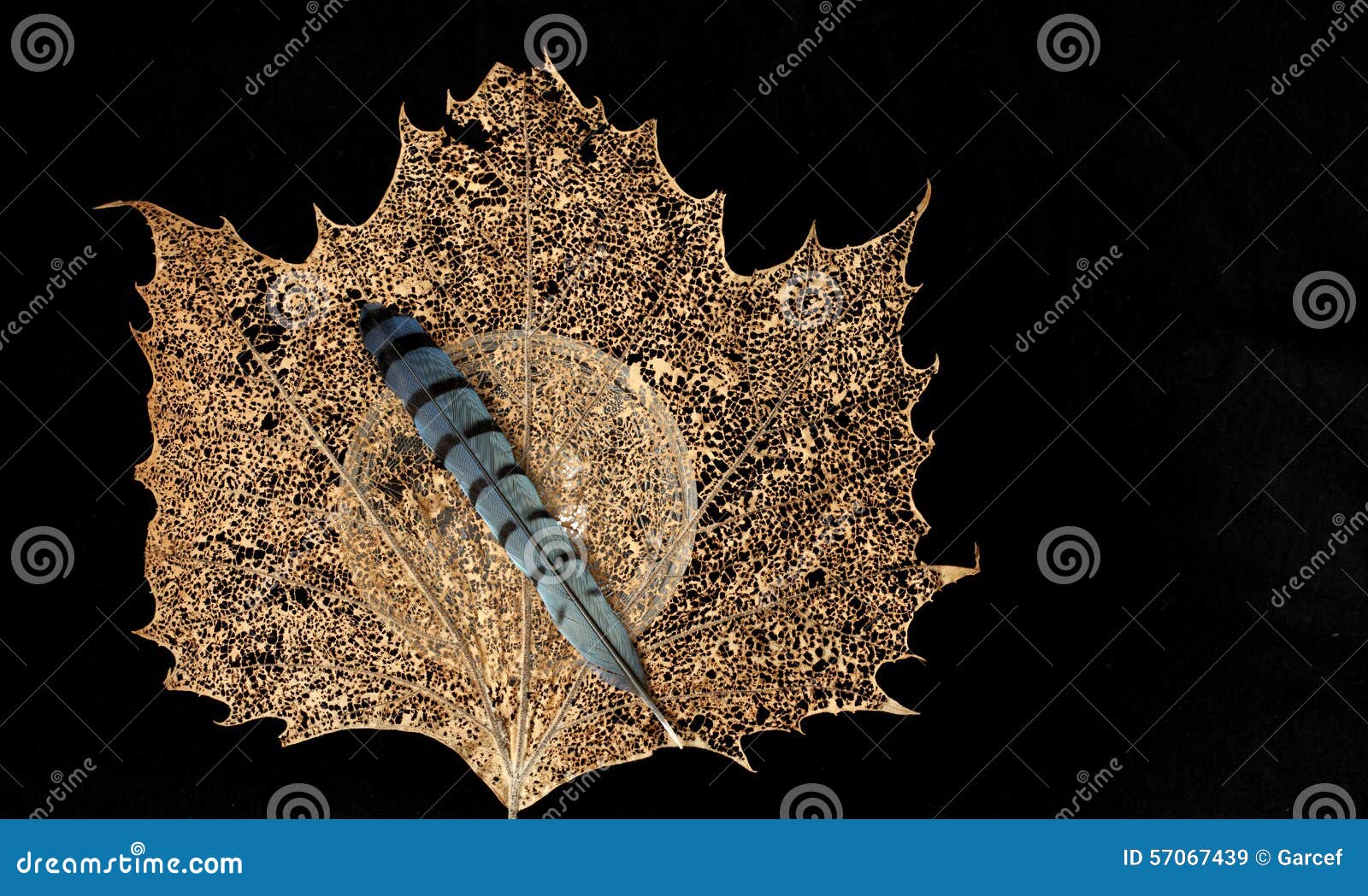 Maple leaf with feather stock image. Image of canada - 57067439