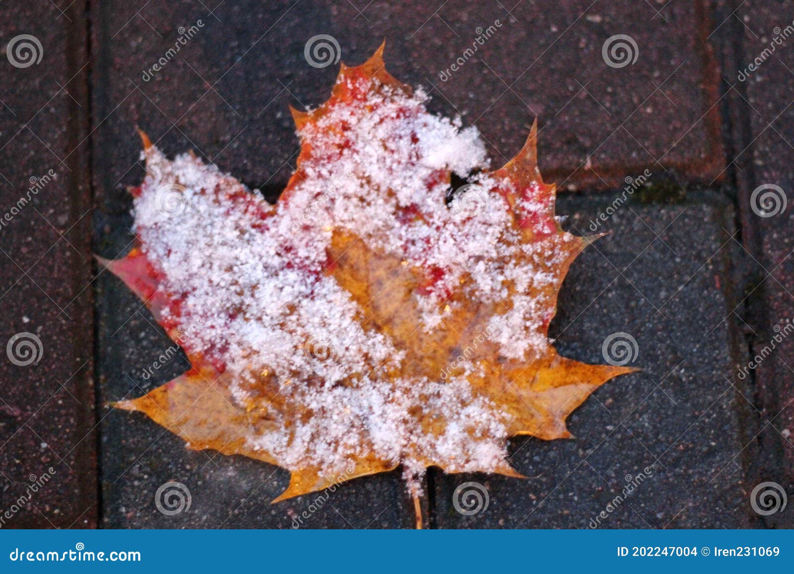 Maple Leaf with the First Snow Russia Stock Photo - Image of produce ...