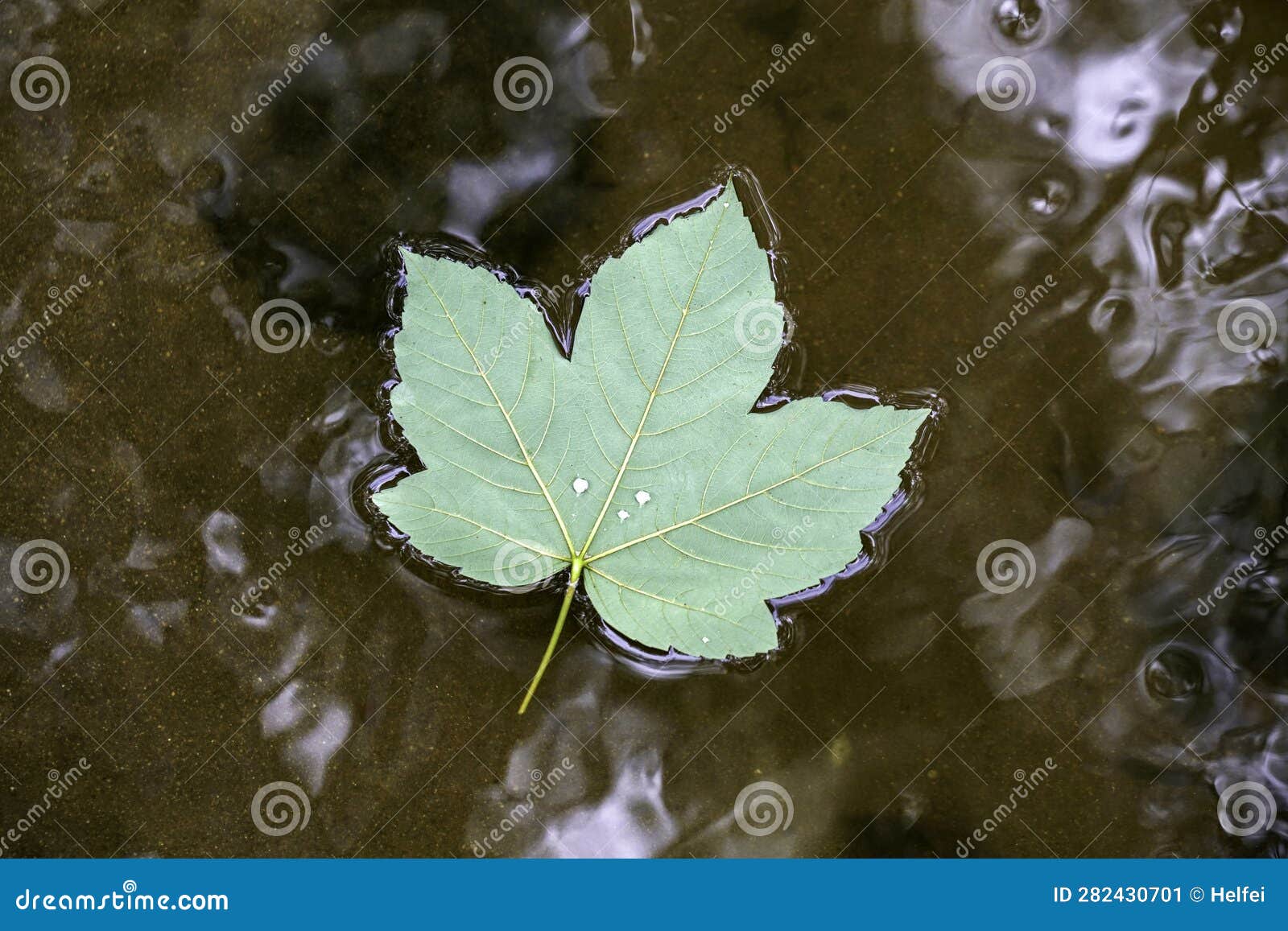 Maple Leaf Floating on the Water Surface, Closeup Stock Image - Image ...