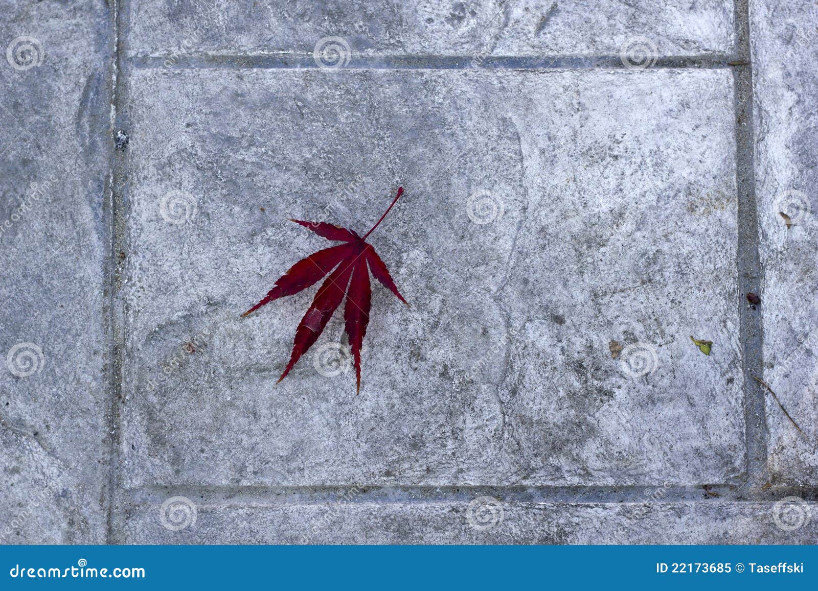 Maple leaf on the floor stock image. Image of artistic - 22173685