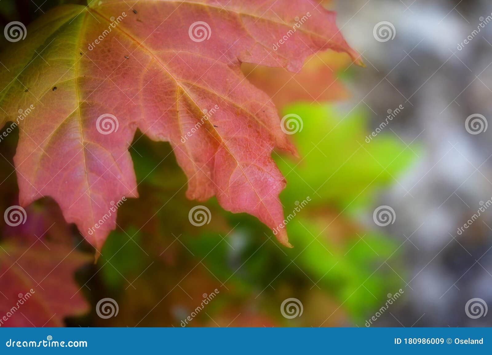 Closeup of a Maple Leaf Turning Red in Fall. Stock Image - Image of ...