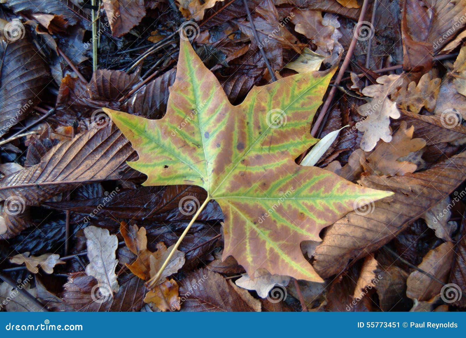 Maple Leaf on forest floor stock image. Image of maple - 55773451
