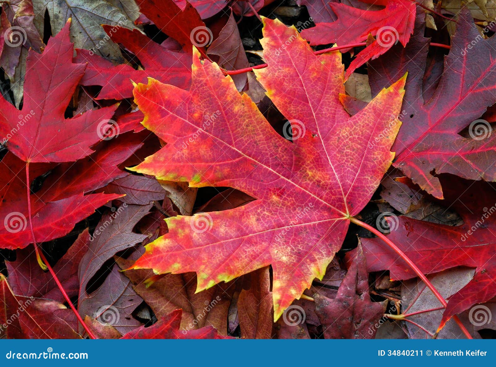 Maple Leaf on Forest Floor stock image. Image of closeup - 34840211